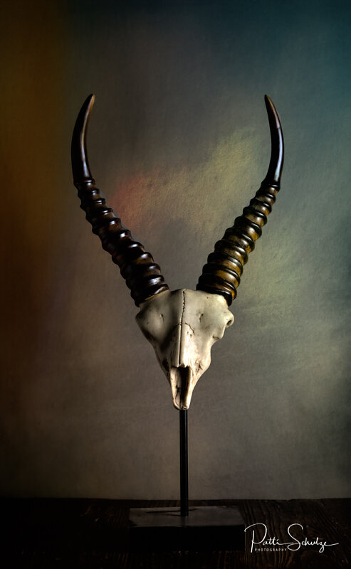 Black Buck Horn - Patti Schulze Photography